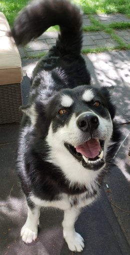 Polaris Alaskan Malamute Rescue